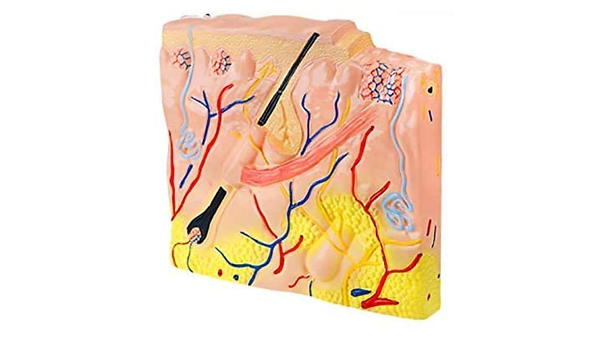 Human Skin Structure Model for Medical Students