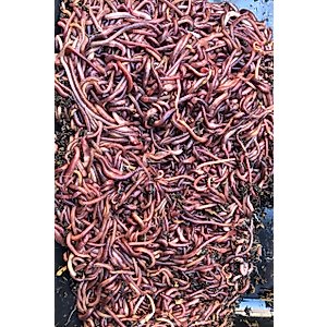 WWJD Worms 5 Pound Red Wigglers Composting Worms (5000 Count) Earth Worms, Red Worms, Live Worms for Garden, Farm Soil - Red Wigglers Live Worms for Fishing & Worm Farm Composter