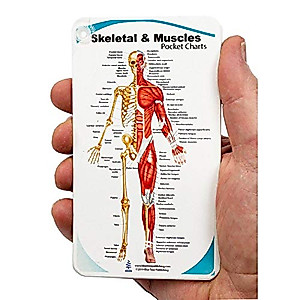 Skeletal System and Male Muscle Poster Set 24 x 36 inch, Extra Pocket Size Muscle Cards, Marker and Eraser Compatible
