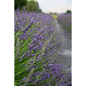 Victoria's Lavender Aromatherapy Body Mist Spray - After Sun Solar Recovery Spray with Aloe Vera plus Lavender Essential Oil - Hydrating, Moisturizing & Soothing Aloe Vera Spray, 4 oz (120 ml)