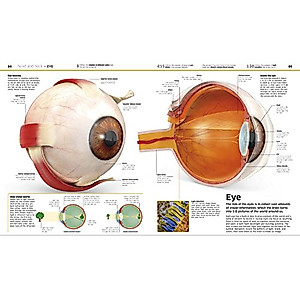 Knowledge Encyclopedia Human Body! (DK Knowledge Encyclopedias)
