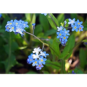 Chinese Forget-Me-Not Flower Seeds, 300+ Heirloom FlowerSeeds Per Packet, (Isla's Garden Seeds), Non GMO & Heirloom Seeds, Scientific Name: Cynoglossum Amabile