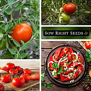 Sow Right Seeds - Beefsteak Tomato Seeds for Planting - Non-GMO Heirloom - Instructions to Plant a Home Vegetable Garden - Wonderful Gardening Gift (2)