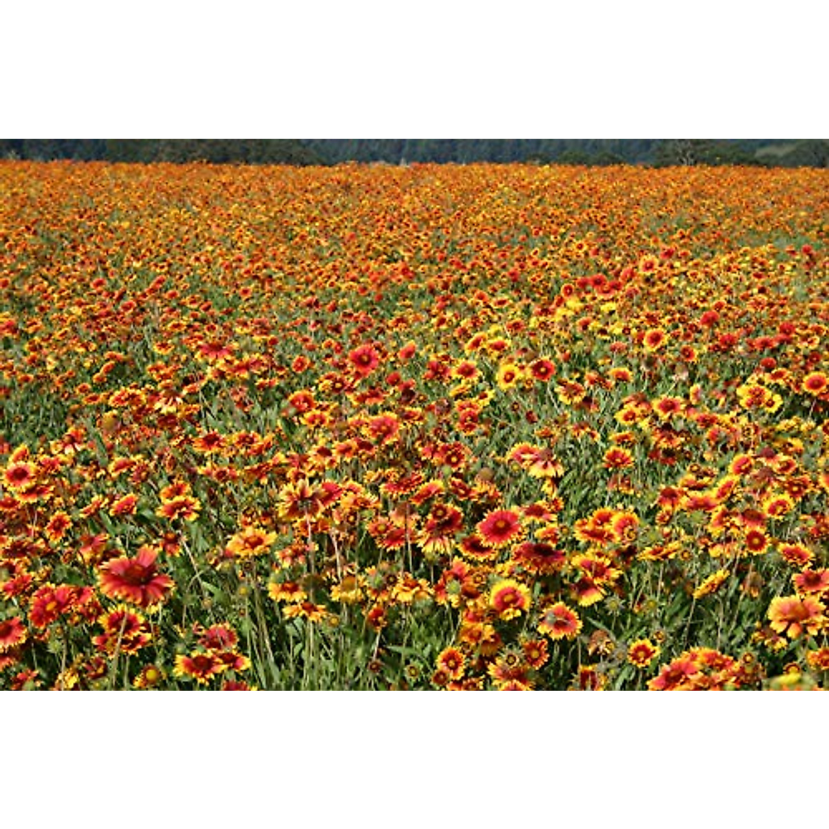 "Blanketflower" Common Gaillardia Indian Perennial Flower Seeds, 500+ Premium Heirloom Seed, (Gaillardia Aristata), 95% Germination, (Isla's Garden Seeds), Non GMO Seeds, Great Flower Garden Gift
