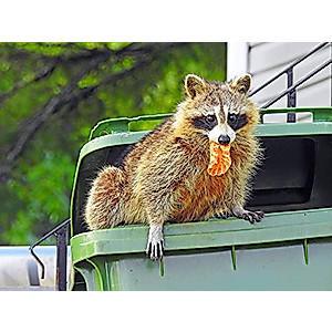 Lid Loc Outdoor Garbage Can Lock Keeps Trash Secure and Wildlife Out Wind Weather Proof Strong Durable