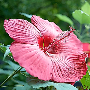 QAUZUY GARDEN 10 Red Swamp Hibiscus Seeds Scarlet Rosemallow Perennial Hardy Exotic Plant Bonsai Seeds Easy to Grow Low-Maintenance Attract Pollinators