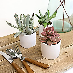 Live Succulents in White Planter Pots (3 PK), Live Succulent Plants Live Plants in Succulent Pots, Mini Succulents Plants Live Unique Gardening Gifts for Plant Lovers, Plant Gifts by Plants for Pets