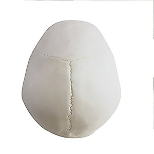 Life Size 1:1 Replica Realistic Human Skull Head Bone Model, Made with Resin