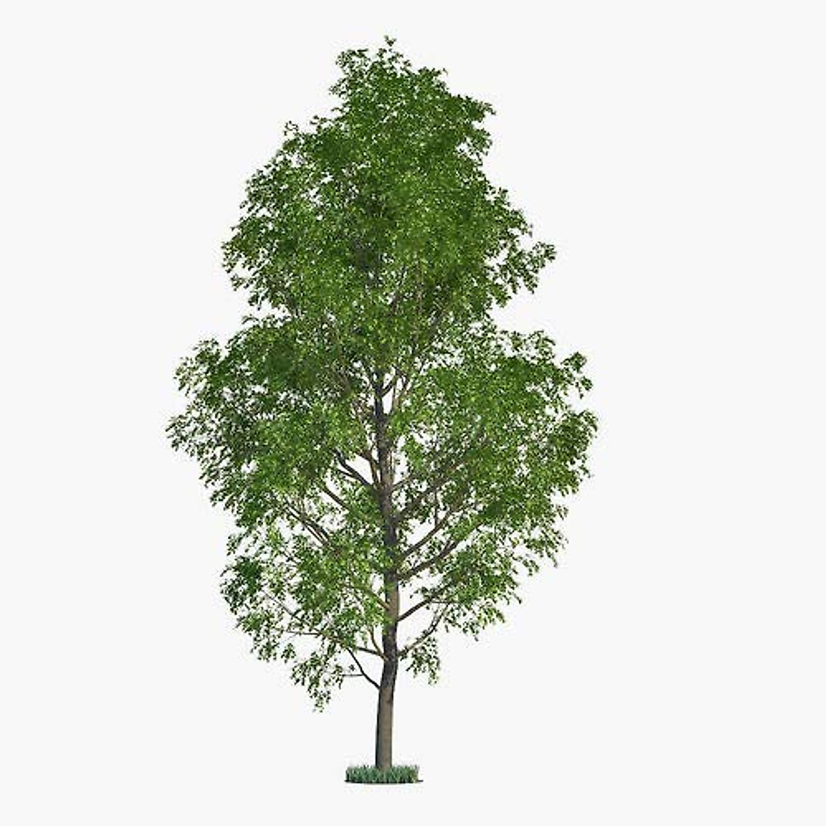 10 Fast Growing Hybrid Poplar Tree Cuttings - 14-18 inches Tall - Fast Growing - Get Privacy and Shade Very Fast with These Easy to Grow and Attractive Trees.