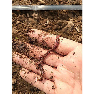 Nature's Dream Ranch 500 Count Live Red Wiggler Composting Worms Vermicomposting Garden Red Wrigglers, Pet Feed, Kid Experiment