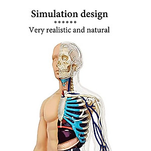 Anatomy Model Skeleton Model Human Model Human Internal Organs Organs Model Neurovascular Teaching Anatomy Model Removerable Human Torso Anatomy Model