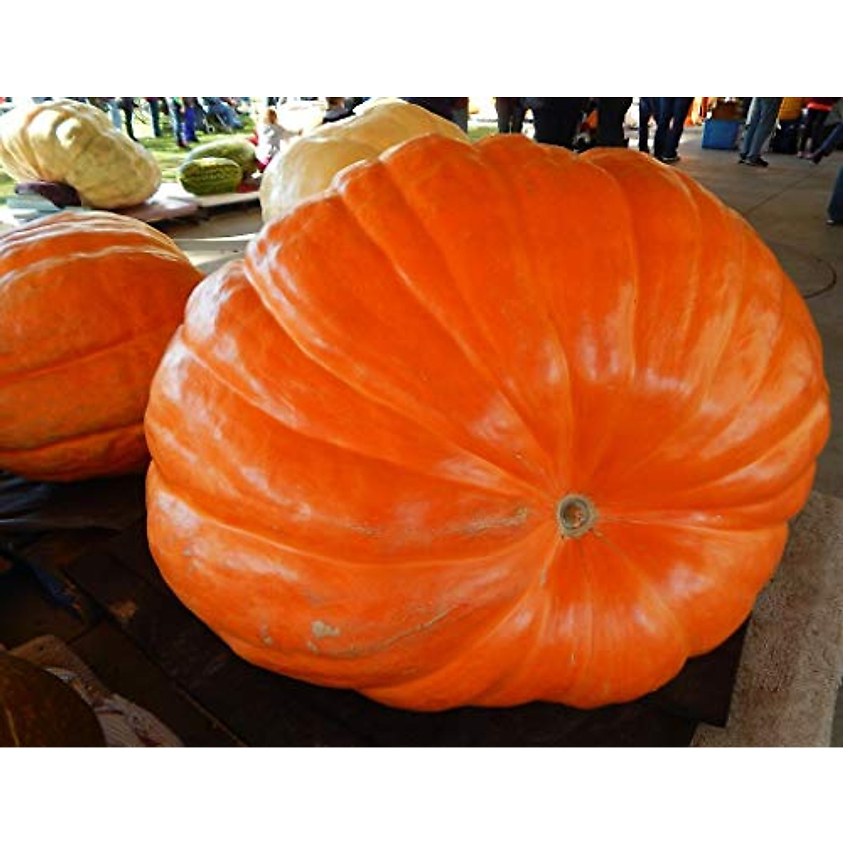 Giant Pumpkin Titan 10 Seeds for Planting Large Oversized Squash Gourd Non-GMO