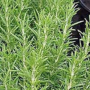 Rosemary, Herb Seed, Heirloom, 50+ Seeds, Healthy and Tasty HerbThe Germination Rate for Rosemary can be Low, Perhaps 30 to 50% so, Plant a Few More Seeds Than You Would Normally do.