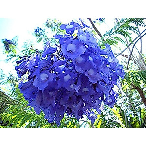 JACARANDA CUSPIDIFOLIA, BLUE rare flowering trumpet tree flamboyan seed 10 seeds