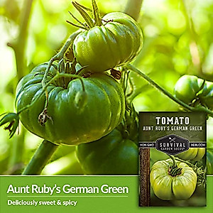 Survival Garden Seeds - Aunt Ruby’s German Green Tomato Seed for Planting - Pack with Instructions to Plant & Grow Delicious Green Tomatoes in Your Home Vegetable Garden - Non-GMO Heirloom Variety