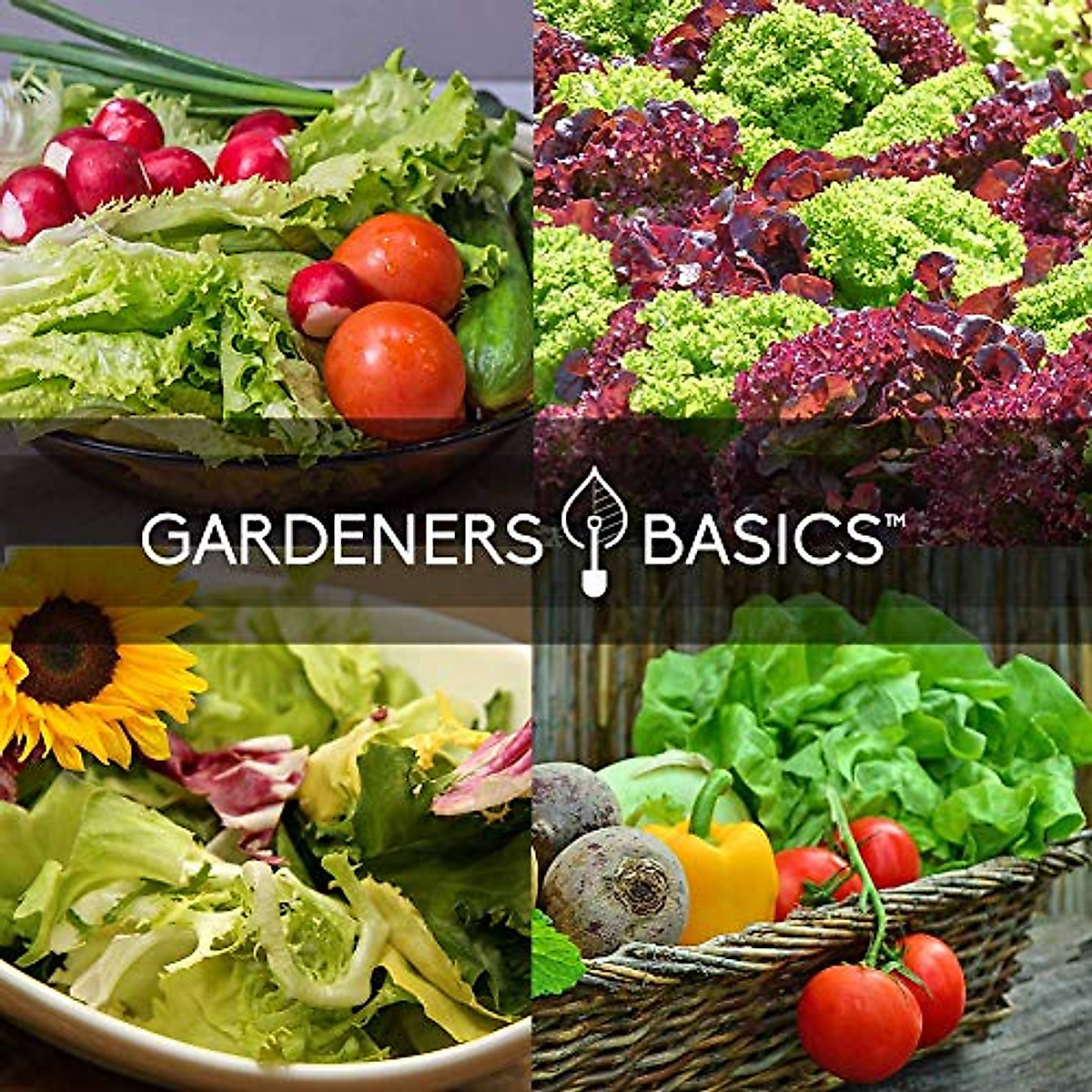 Salad Greens Lettuce Seeds Heirloom Vegetable Seed 23,000 Seeds for Planting Indoors and Outdoor 10 Packs - Buttercrunch, Romaine, Iceberg, (and More) Leaf and Head Variety Pack by Gardeners Basics