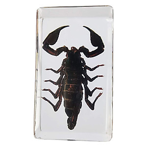 Real Giant Forest Scorpion Insect Specimens In Resin Paperweight Crafts, Animal Taxidermy Collection for Science Education & Desk Ornament (Giant Forest Scorpion)