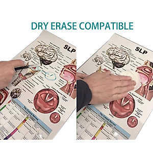 Foot and Ankle, Hand and Wrist, Shoulder and Elbow, Hip and Knee Anatomical Poster Set, size 12Wx17T