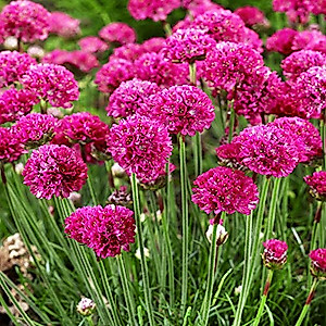 Outsidepride Armeria Maritima Thrift Sea Pink Garden Flower Plant Seed - 2000 Seeds