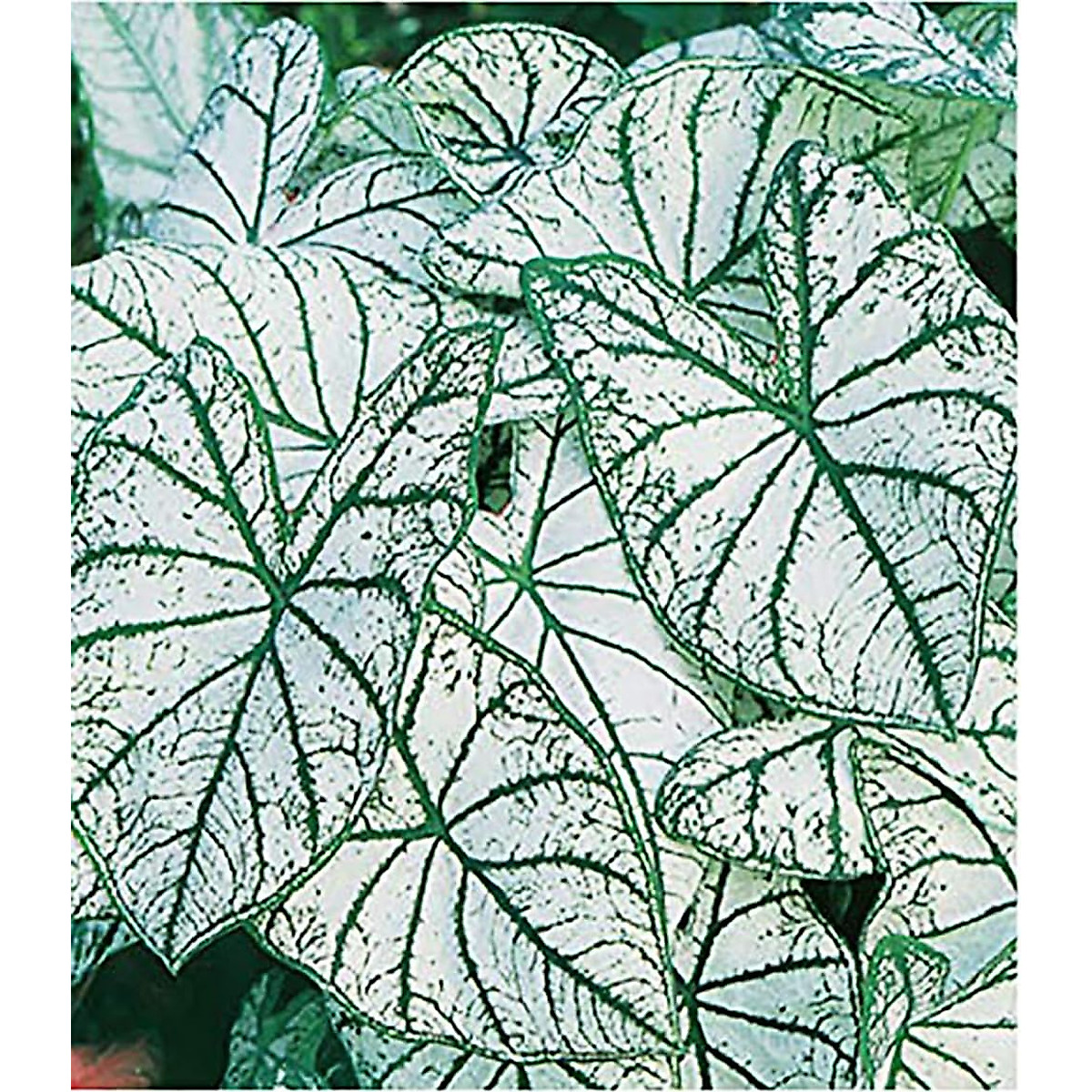 Fancy Leaf Caladium Bulbs - White Christmas - Large Size Root - Elegant White Foliage with Green Veins - Hardy in Zones 9-11 - Perfect for Gardens and Pots