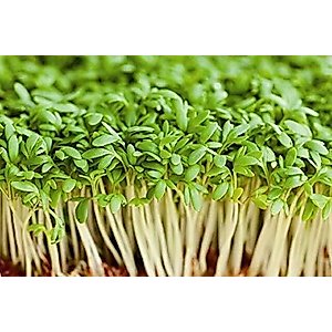 Cress Seed, Microgreen, Sprouting, 4 OZ, Non GMO - Country Creek Acres Brand - Cress Seed for Juicing, Food Storage, Gardening, Hydroponics, Growing Sprouts, Spice for Cooking