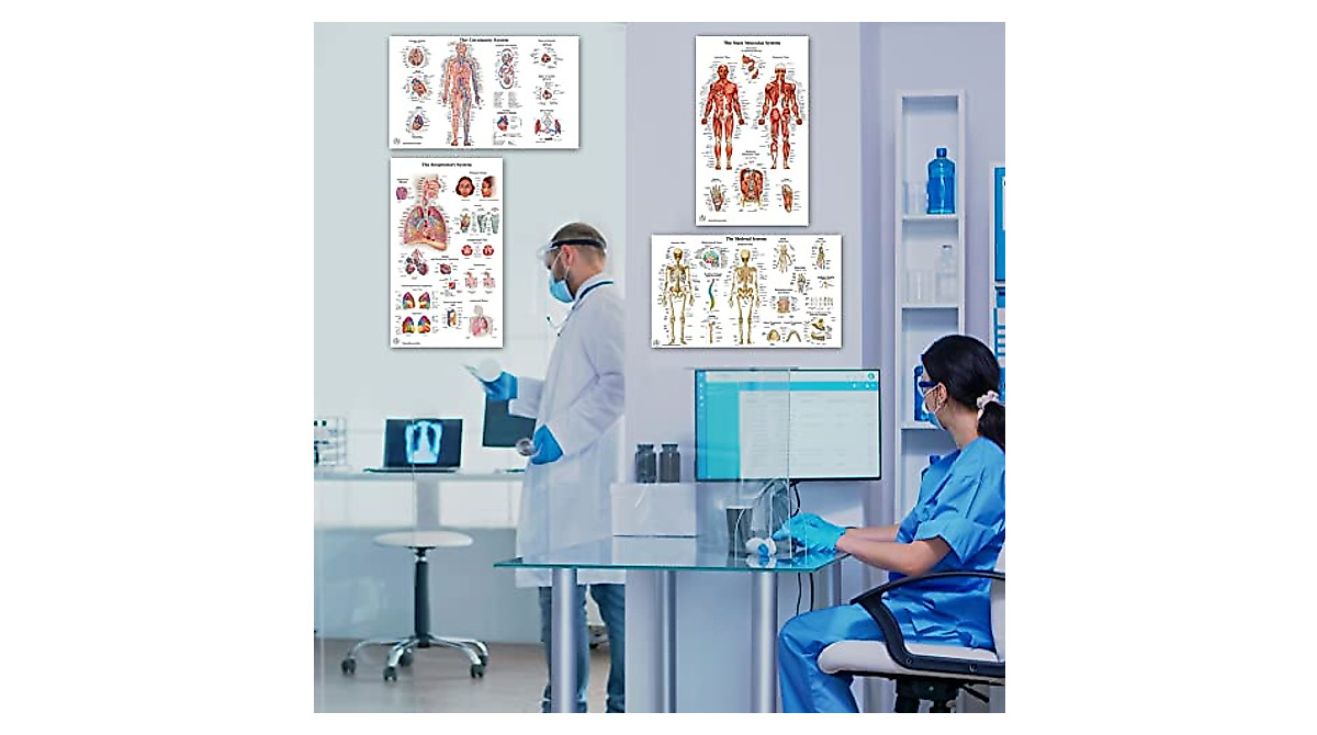 Anatomy Posters Set - Educational Wall Charts for Medical Study