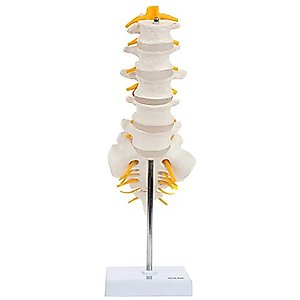 Axis Scientific Lumbar Spine Anatomy Model with Sacrum and Spinal Nerves, Lumbar Vertebrae, Vertebral Model, Spinal Model Didactic Replica of Lumbrosacral Section with Nerves, Herniated Disc at L4, Includes Base for Display