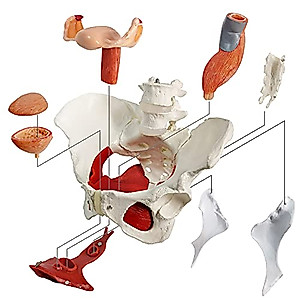 Benilev Female Pelvis Model with Pelvic Floor Muscles Perineal Model Female Anatomy Model 1:1 Life Size Human Skeleton Medical Science Educational Equipment Anatomy Medicine