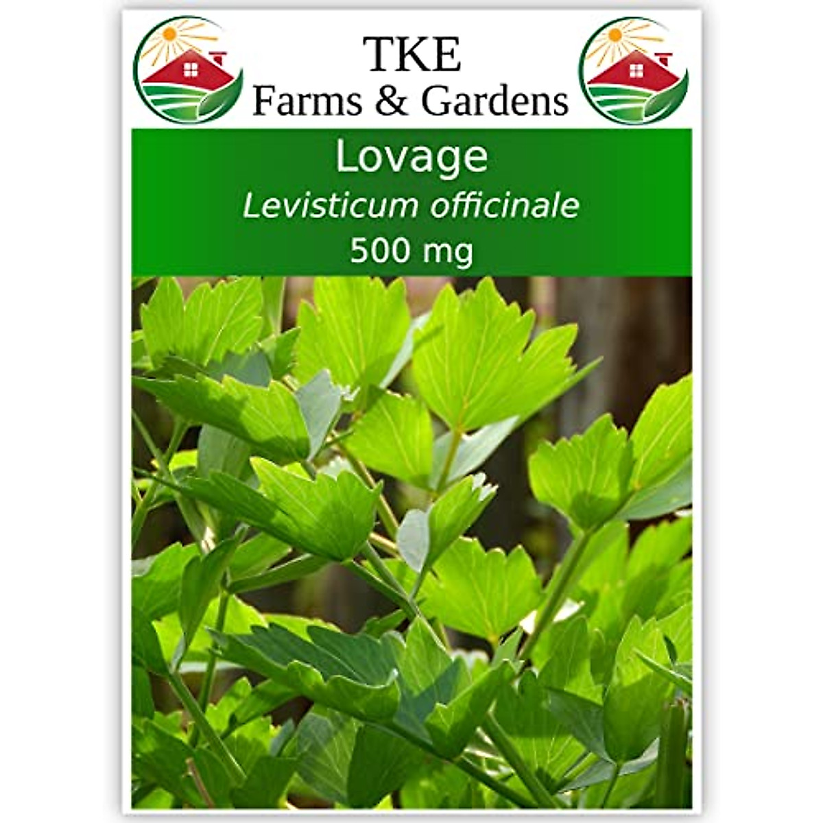 TKE Farms - Lovage Seeds for Planting, 500 mg ~ 140 Seeds, Levisticum officinale