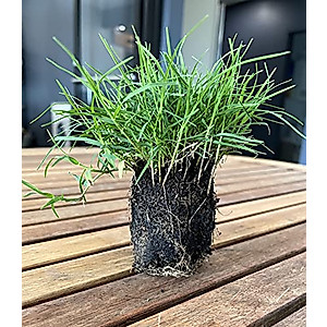 Bermuda Grass Plug Tray | EZ Plug 50 Grass Plugs Per Tray