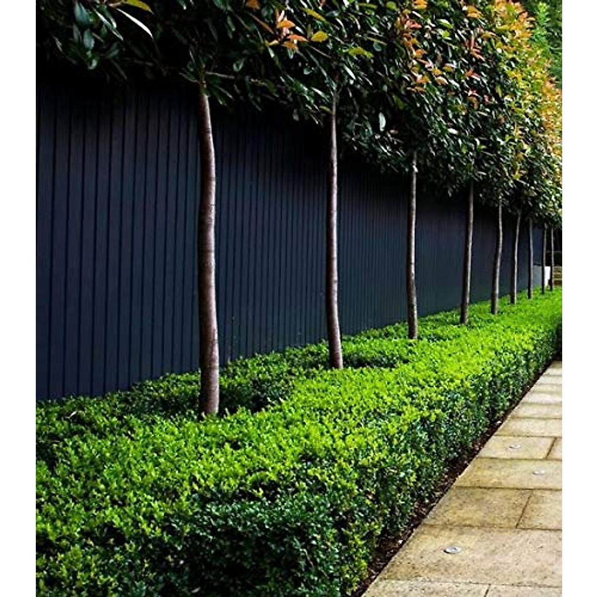 THE ONE Paint & Primer: Most Durable All-in-One Furniture Paint, Cabinet Paint, Front Door Paint, Wall Paint, Bathroom, Kitchen - Fast Drying Craft Paint Interior/Exterior (Black, Matte, 8.5oz)