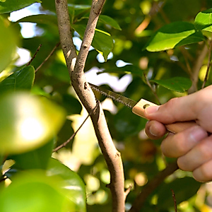 KAKURI Bonsai Saw 3-1/8" (80mm) Professional Japanese Carbon Steel Bonsai Pruning Tool, Small Bonsai Keyhole Saw, Made in JAPAN