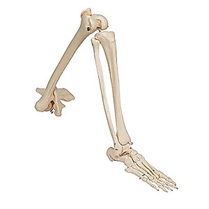 3B Scientific A36 Leg Skeleton w/Hip Bone - 3B Smart Anatomy