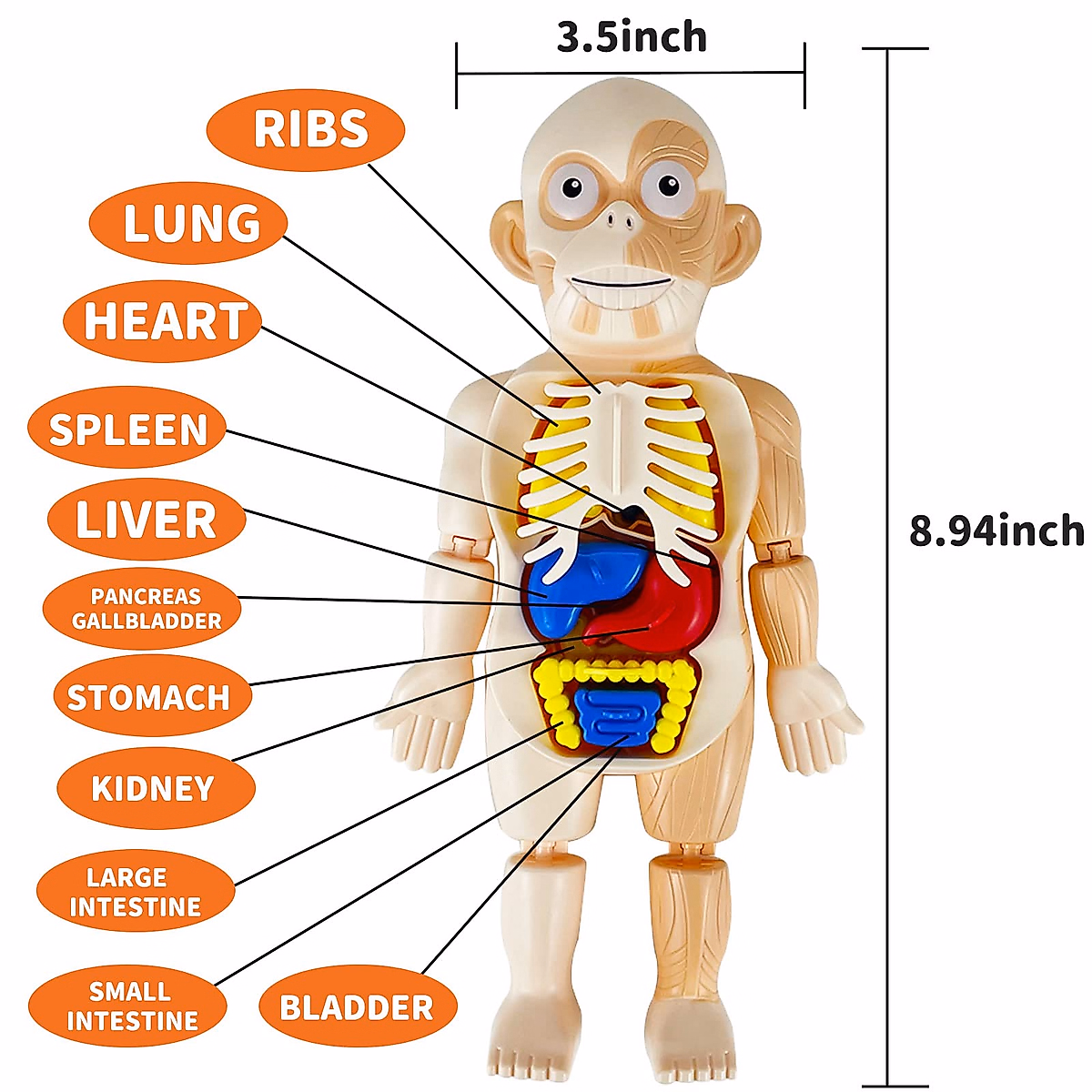 Ynybusi Kids Early Educational Learning Toys Human Organs Model,DIY Assembly Science Kits Toys for Toddlers Boys Girls 3 4 5 6 7 8 Year Old Preschool Learning Toys（17 Pcs）