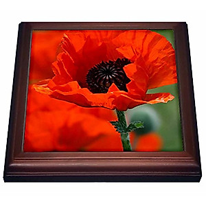 3dRose Beautiful Red Poppy Trivet with Ceramic Tile, 8 by 8", Brown