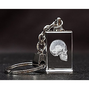Blue Tree Publishing Skull and Brain 3d Laser Key Chain Crystal, Anatomy