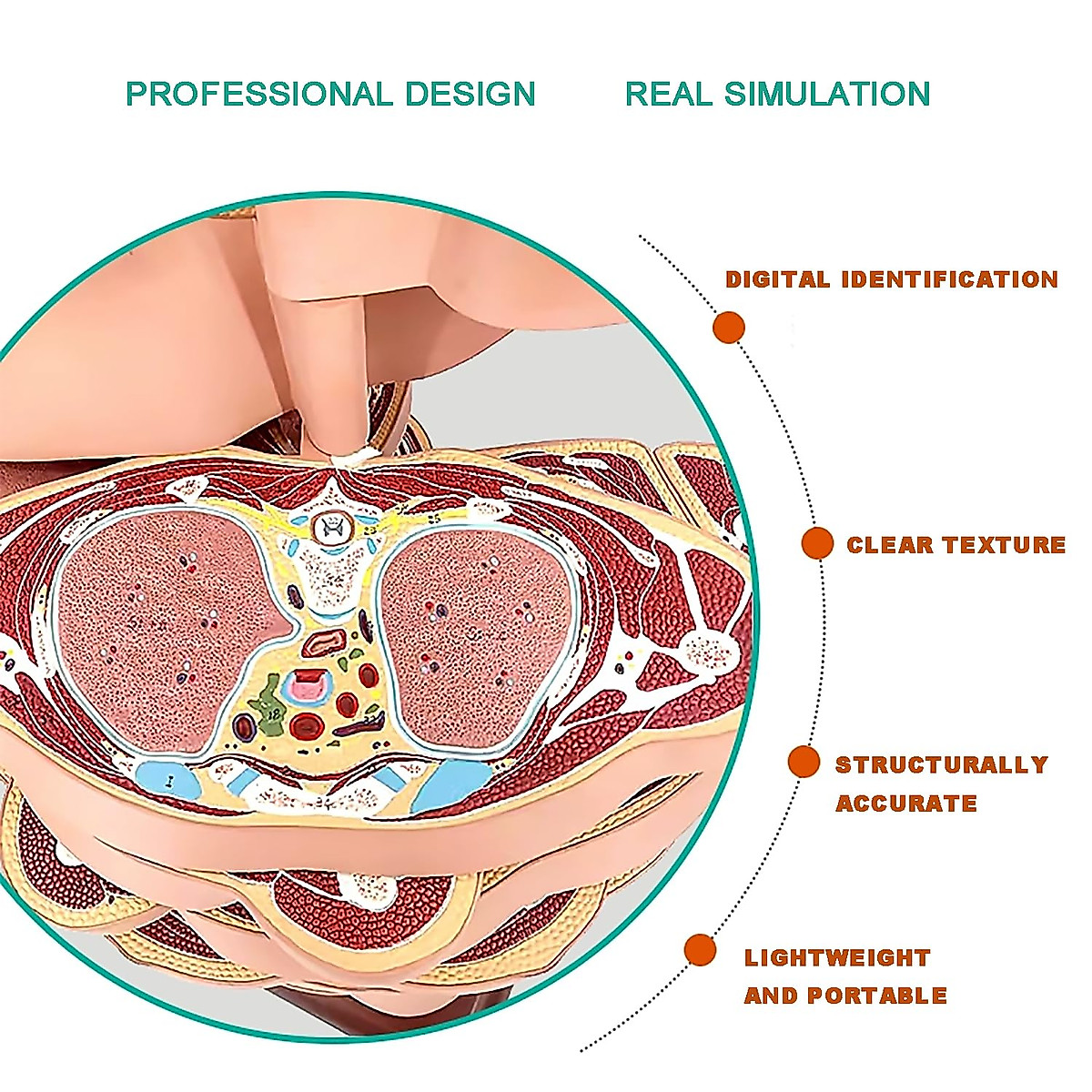 JOSBY Human Torso Cross-Section Model, CT, MRI Imaging Radiology Medical Model, 24pcs Human Body Cross-Section Image Anatomy, Each Layer is Removable, Used for Medical Teaching Display