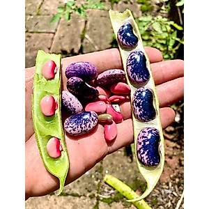 Gaea's Blessing Seeds - Scarlet Runner Bean Seeds - Non-GMO Seeds for Planting with Easy to Follow Instructions 94% Germination Rate