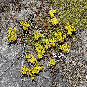 CHUXAY GARDEN 200 Seeds Sedum Oreganum Seeds,Oregon Stonecrop,Sedum Obtusatum Heirloom Succulent Livestone Plant Attract Butterflies and Bees Low-Maintenance Assorted Collection