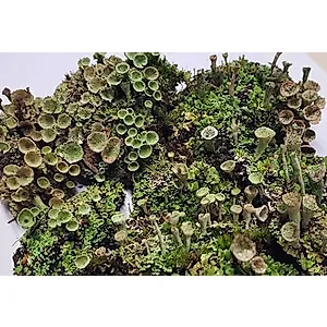 Tin Roof Treasure Live Moss Pixie Cup (Cladonia Pyxidata) Lichen for Terrarium Fairy Gardens 4"x6" Bag