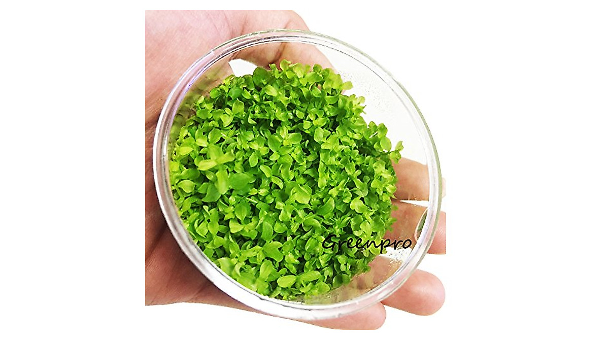 Micranthemum Monte Carlo Live Aquatic Plant for Aquariums