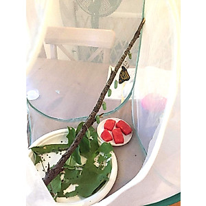 Trasfit Pop-up Insect and Butterfly Habitat Cage Terrarium - 24 Inches Tall