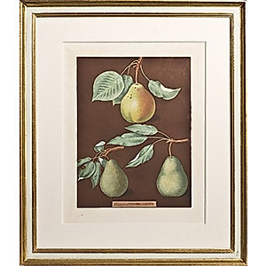 Plate 36; Cadillac Pear