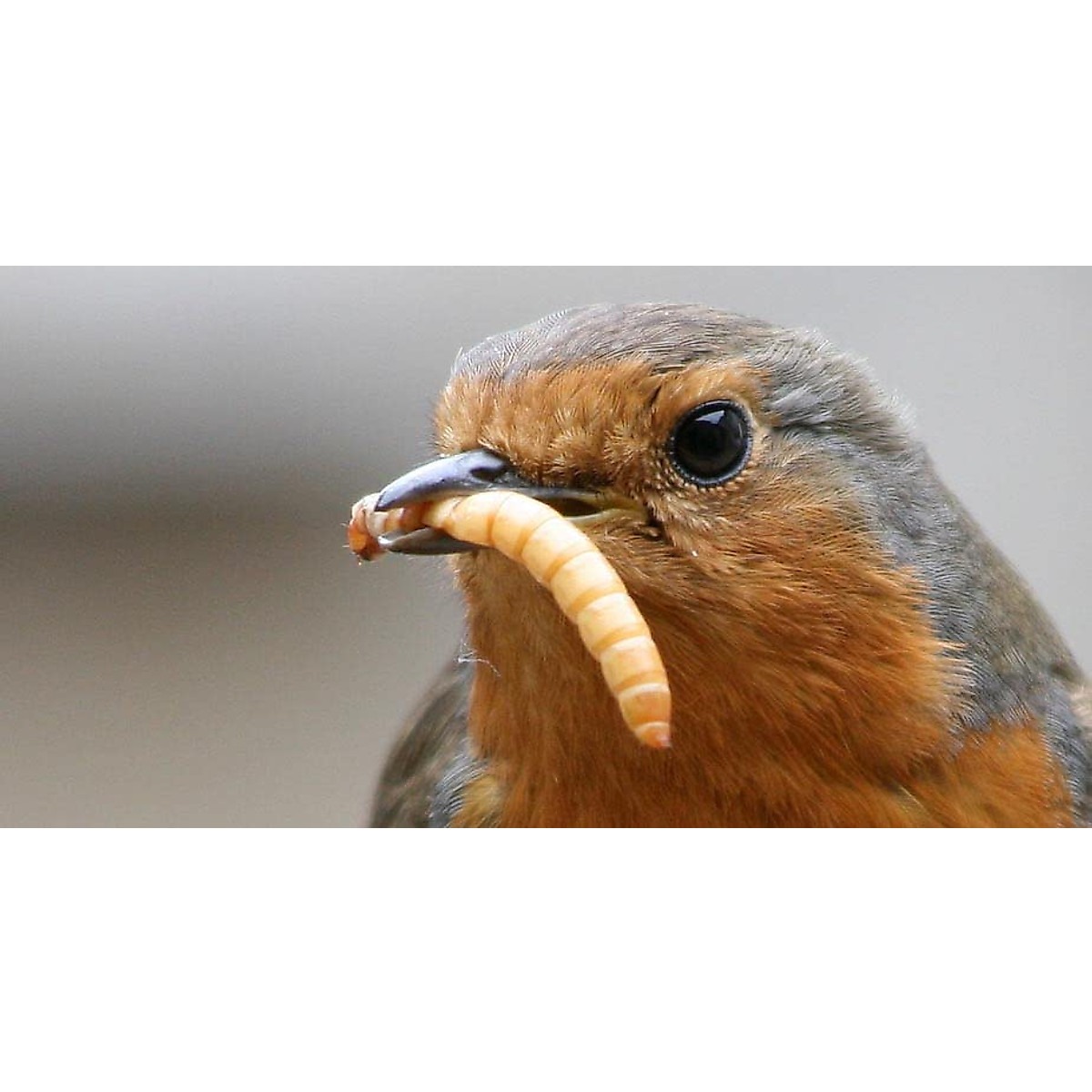 Deseret Pets Live Mealworms 500 Count Large (0.75-1")