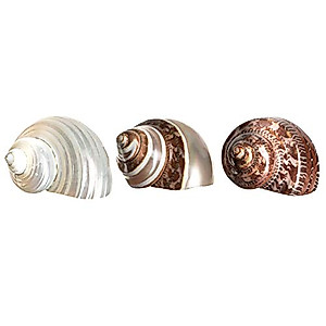 Hermit Crab Shells | Turbo Shells | 1 Brown, 1 Banded, and 1 White Pearlized Turbo Shells 1.75"-2" | Opening Size Approx. 1" | Hermit Crab House for Décor | Plus Free Nautical eBook by Joseph Rains