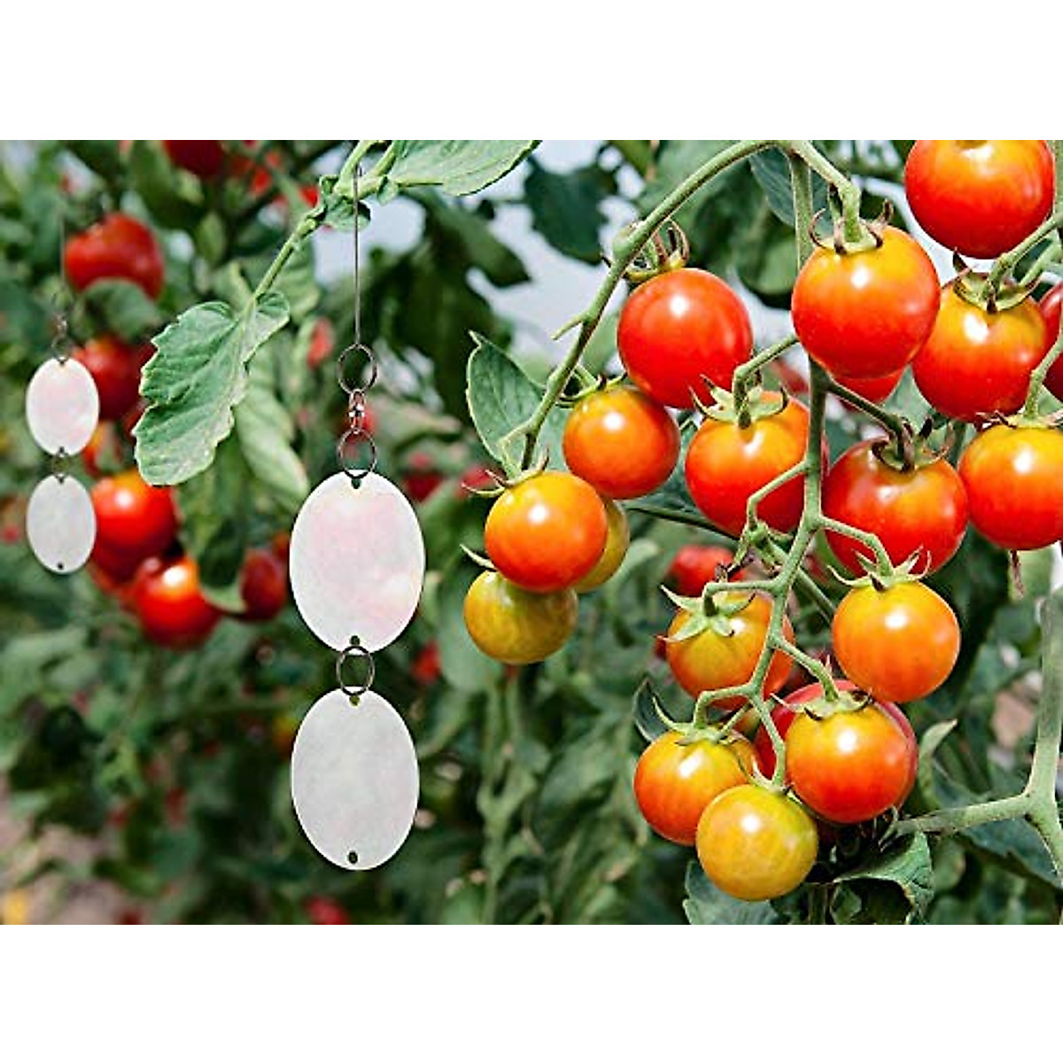 Monarchy Solutions Premium Metal Bird Deterrent Discs 16 Discs Set Reflective Hanging Device to Keep Birds Away Like Woodpeckers, Pigeons, Ducks, Herons, Grackles, Geese & Pest , Bird Blinder disks