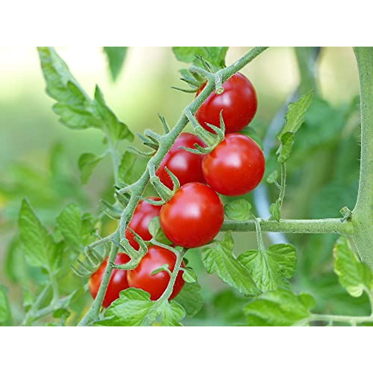 "Sweetie" Cherry Tomato Seeds for Planting, 200+ Heirloom Seeds Per Packet, (Isla's Garden Seeds), Non GMO Seeds, Sweet Flavor, Botanical Name: Solanum lycopersicum, Great Home Garden Gift