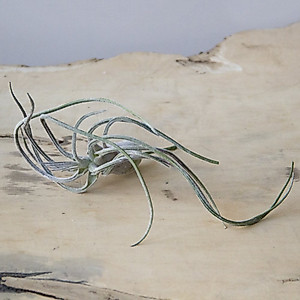 CHIVE Artificial Air Plants — Bulk Set of 5, Large — Ultra Realistic Fake Tillandsia Bromeliad Plants — Decorative Faux Succulents for Home & Office Decor — No Care Needed!