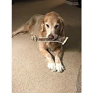 Mountain Dog Chews - Mammoth Split Elk Antler - Elk Antler Dog Chew - Grade A Premium - Organic - Made in USA - No Mess