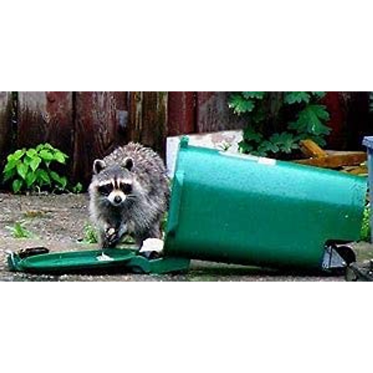 Lid Loc Outdoor Garbage Can Lock Keeps Trash Secure and Wildlife Out Wind Weather Proof Strong Durable